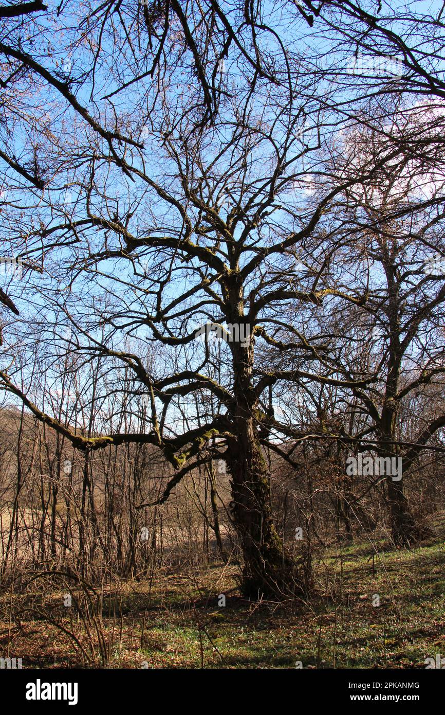 Linden height hi-res stock photography and images - Alamy