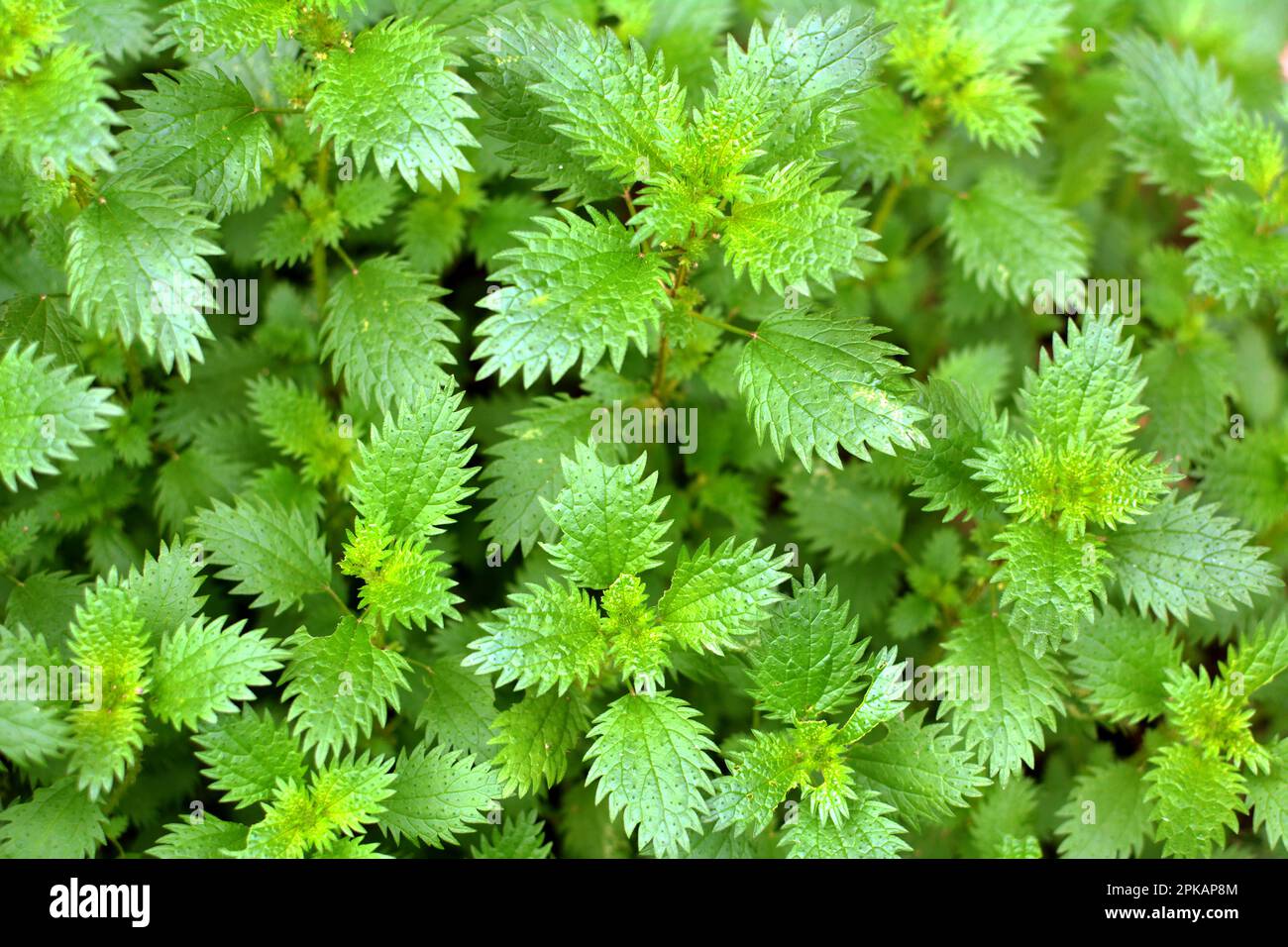In the wild, stinging nettle grows (Urtica urens Stock Photo - Alamy