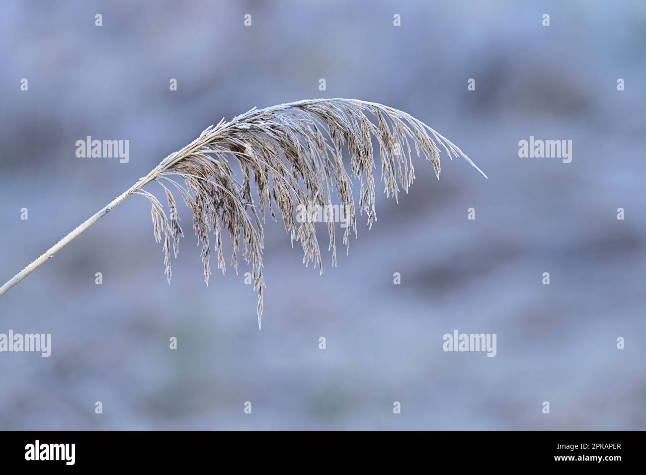 Fruit stand of reed in winter, hoarfrost, Germany Stock Photo - Alamy