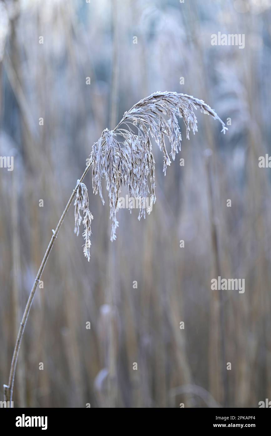 Bluey background hi-res stock photography and images - Alamy