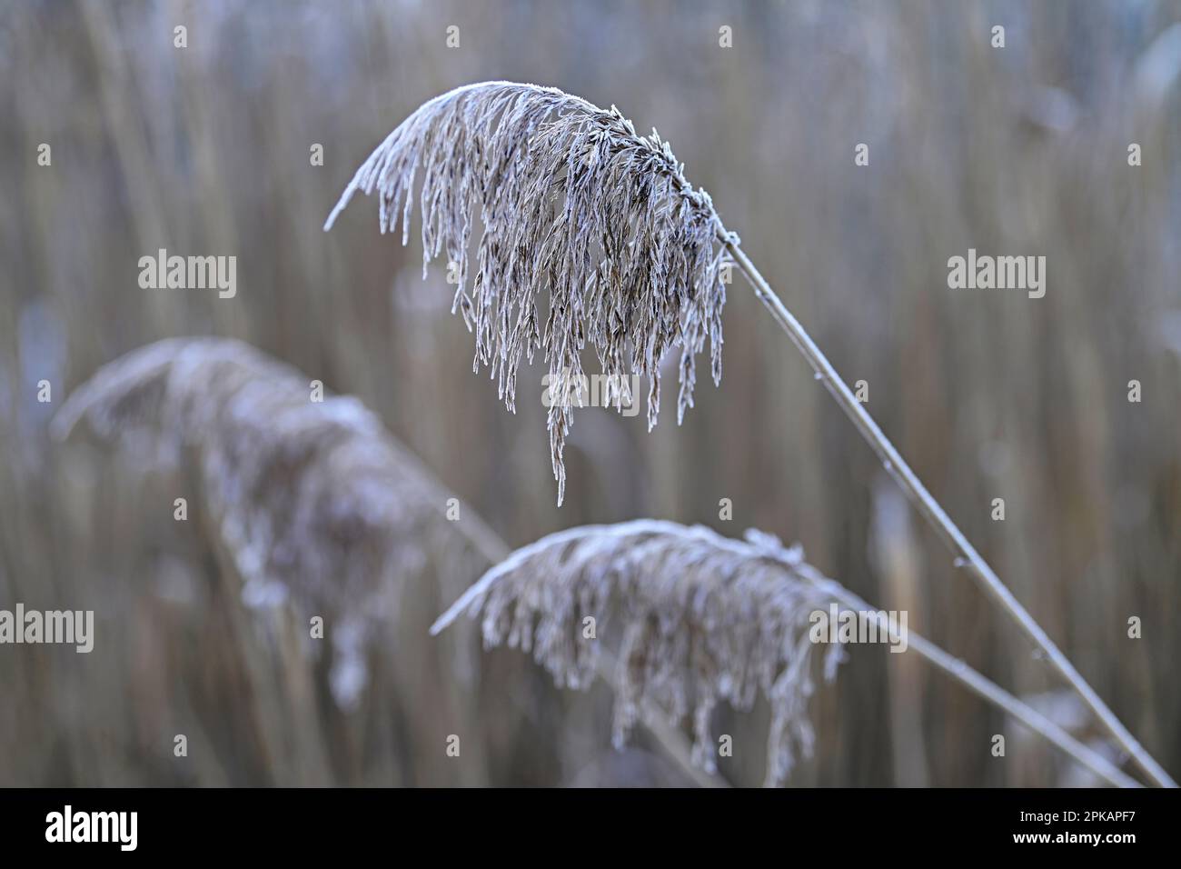 Reeds covered with frost hi-res stock photography and images - Alamy