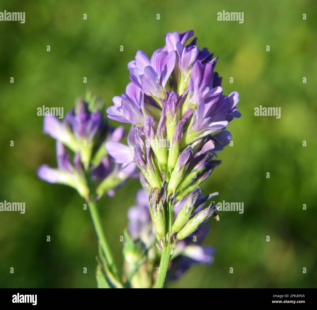 The field is blooming alfalfa, which is a valuable animal feed Stock ...