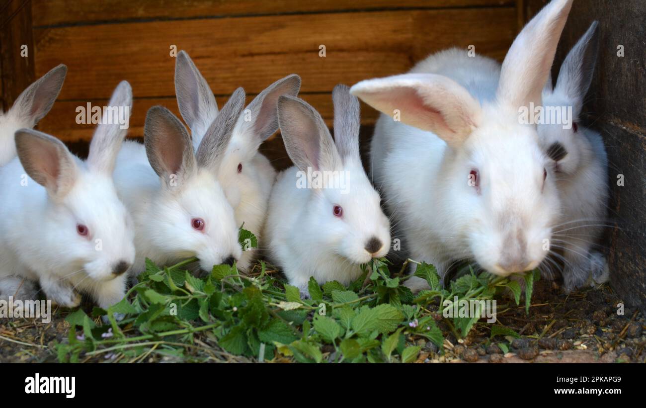 Female rabbit of the Californian breed and its brood Stock Photo - Alamy