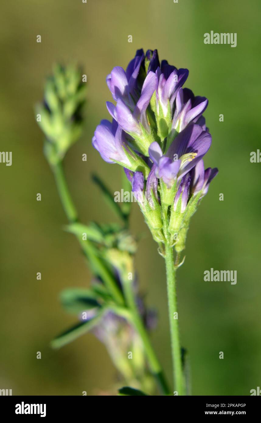The field is blooming alfalfa, which is a valuable animal feed Stock ...