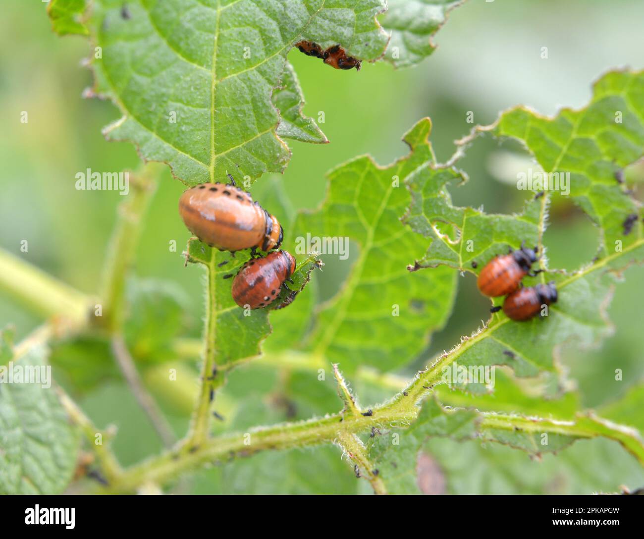 Potato bug hi-res stock photography and images - Alamy