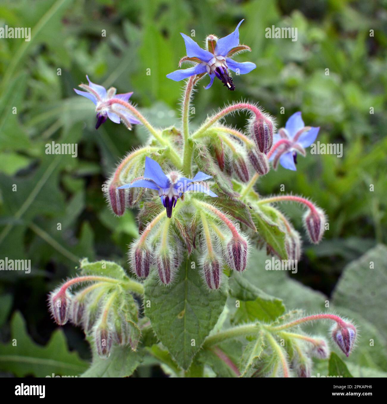 In summer, borage (Borago officinalis) grows in nature Stock Photo - Alamy