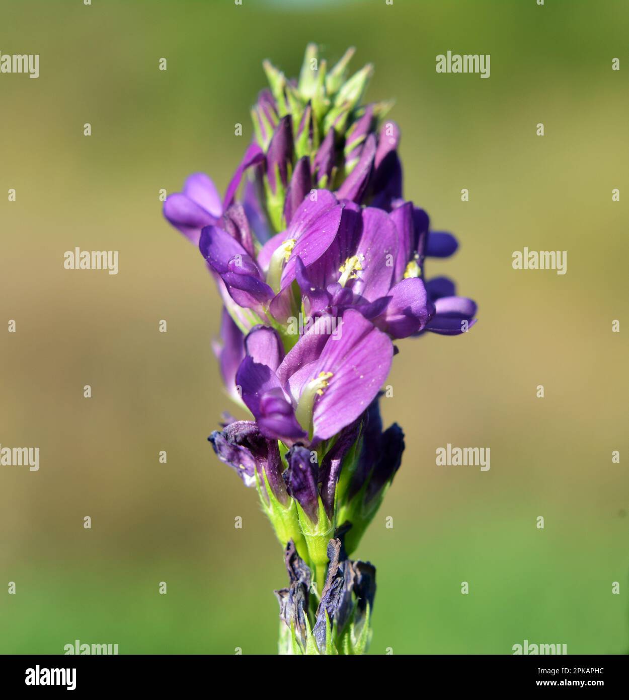 The field is blooming alfalfa, which is a valuable animal feed Stock ...