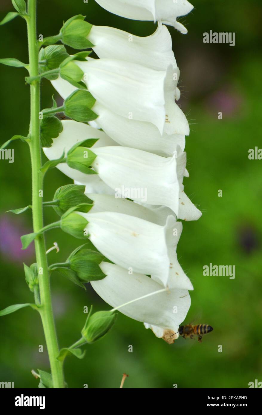 Foxglove plant on blossom hi-res stock photography and images - Alamy