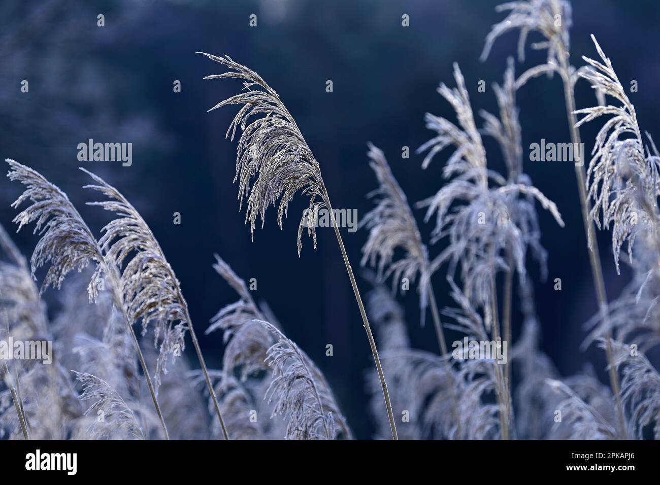 Fruit stalks of reed are covered with hoarfrost, morning light, Germany ...