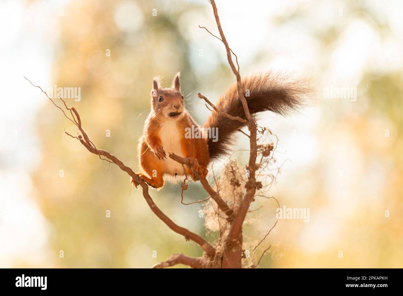 Red Squirrel stand between tree roots Stock Photo - Alamy