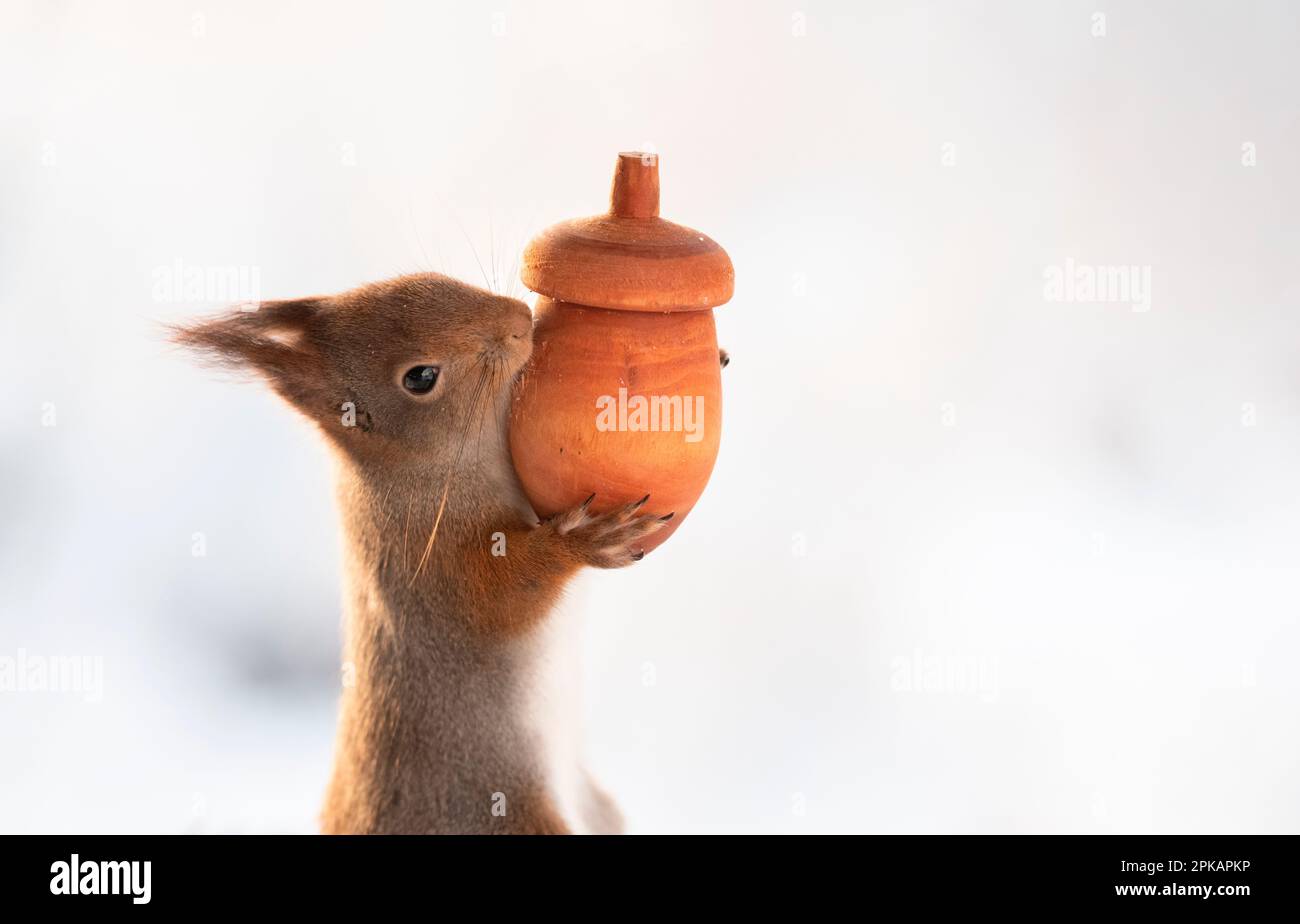 Acorn squirrel hi-res stock photography and images - Alamy