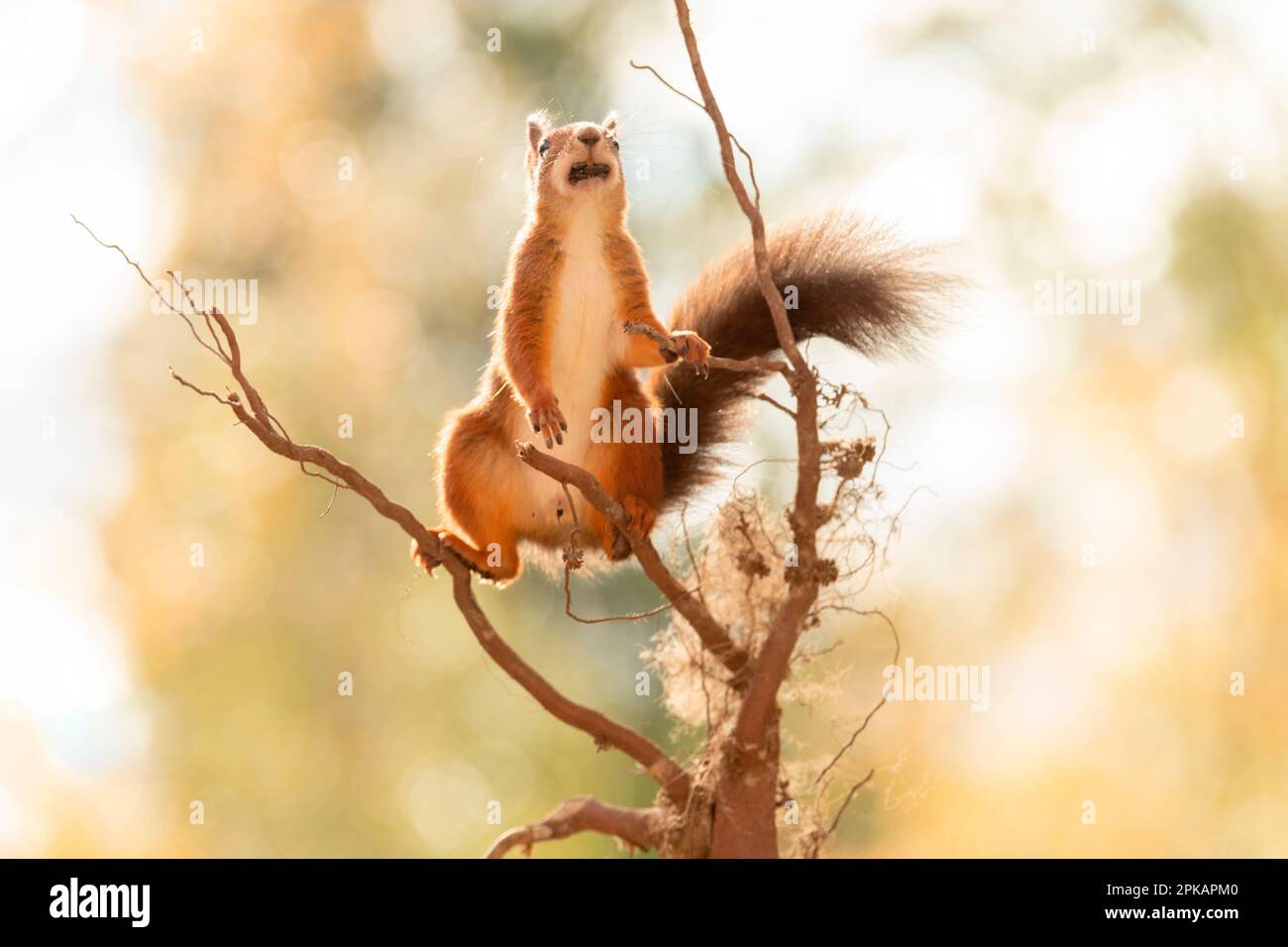 Stand of tree hi-res stock photography and images - Alamy