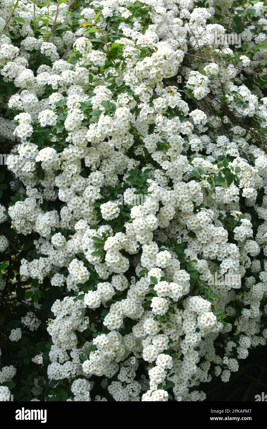 Ornamental spirea bush blooms in the garden Stock Photo - Alamy