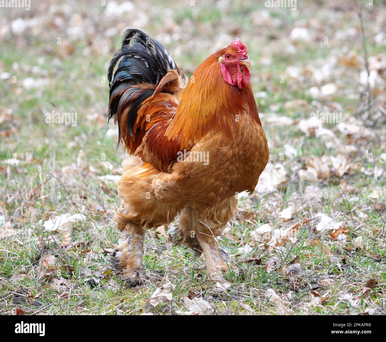 Adult domestic rooster in a rural yard Stock Photo - Alamy