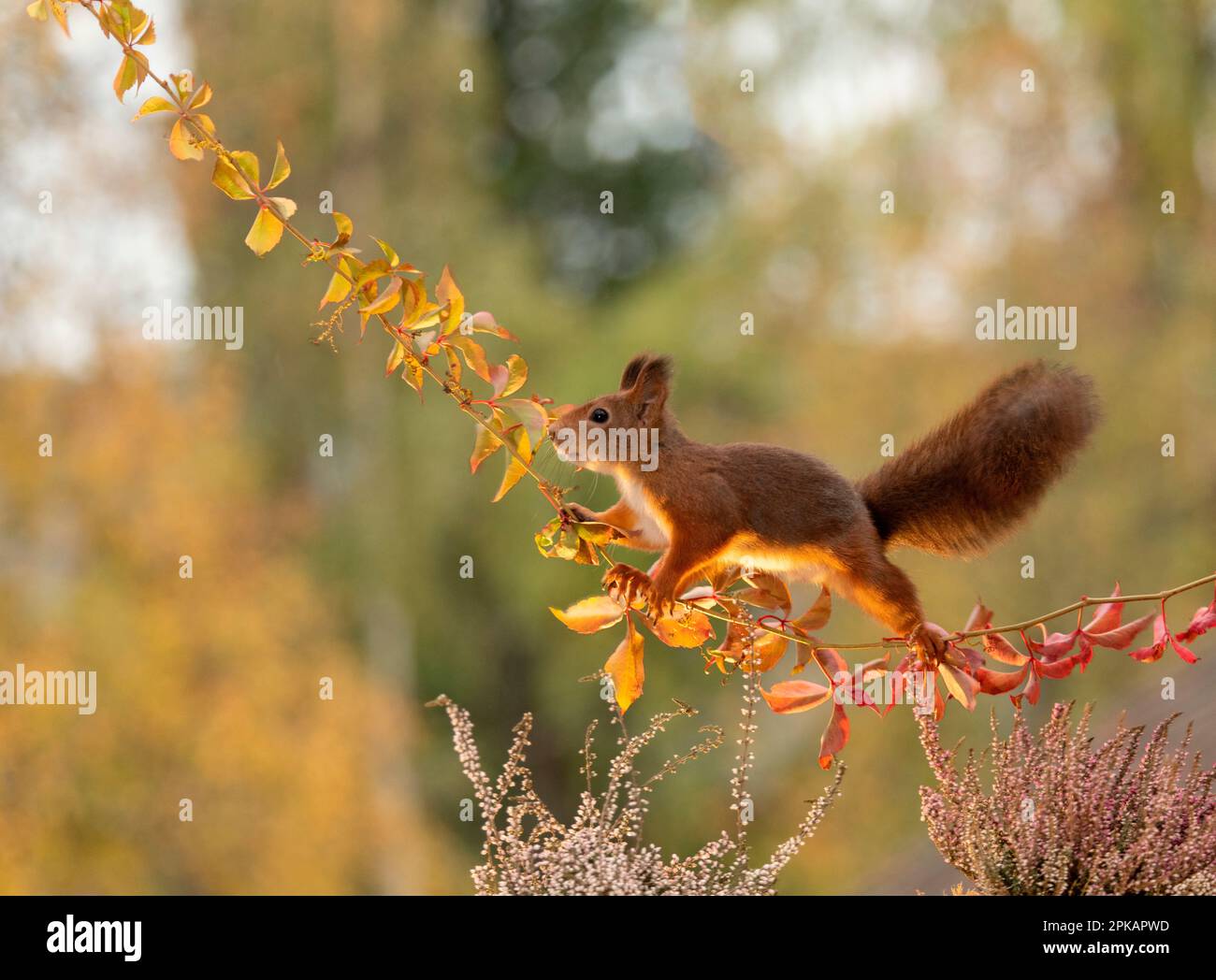 Standing on twig hi-res stock photography and images - Alamy