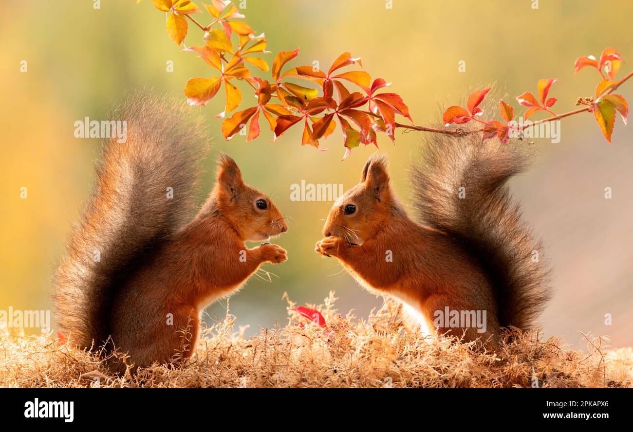 Red Squirrels stand beneath a Victoria creeper branch with leaves Stock ...