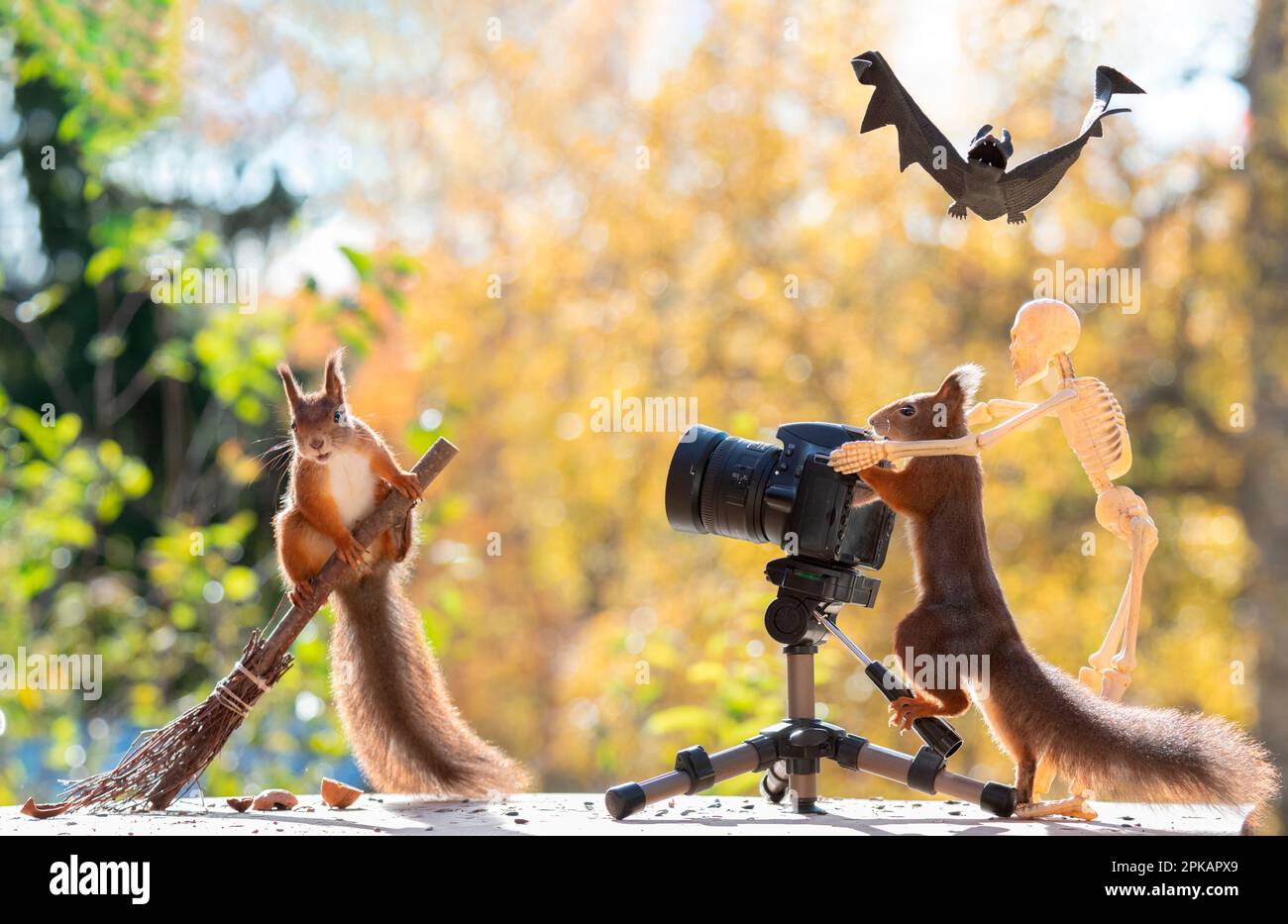 Red squirrels with camera hi-res stock photography and images - Alamy