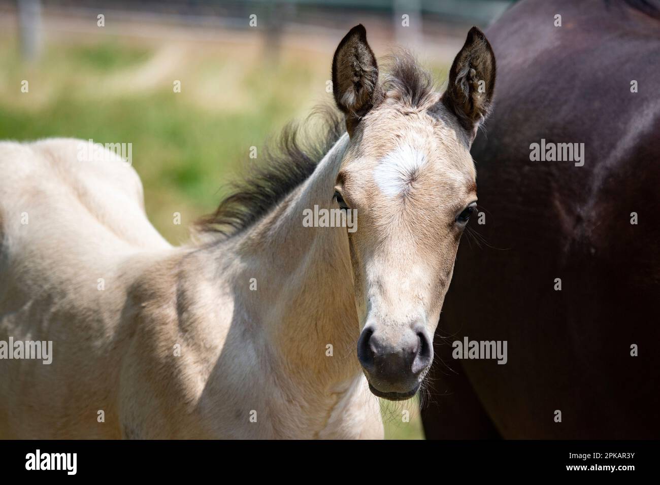 Buckskin foal looks curiously at the camera Stock Photo - Alamy