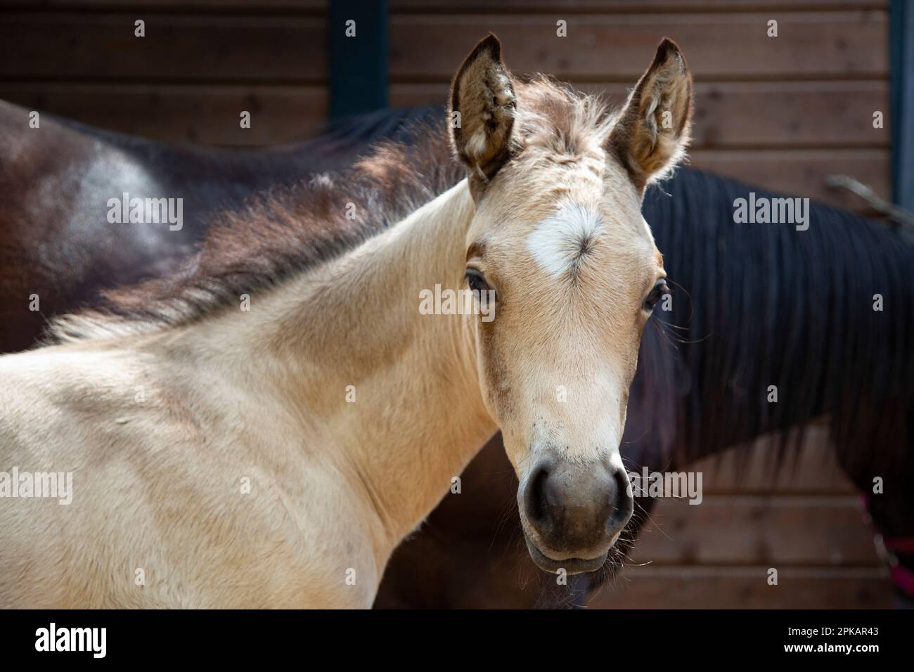 Buckskin foal looks at the camera Stock Photo - Alamy