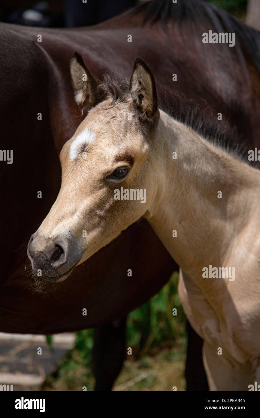 Buckskin horse head hi-res stock photography and images - Alamy