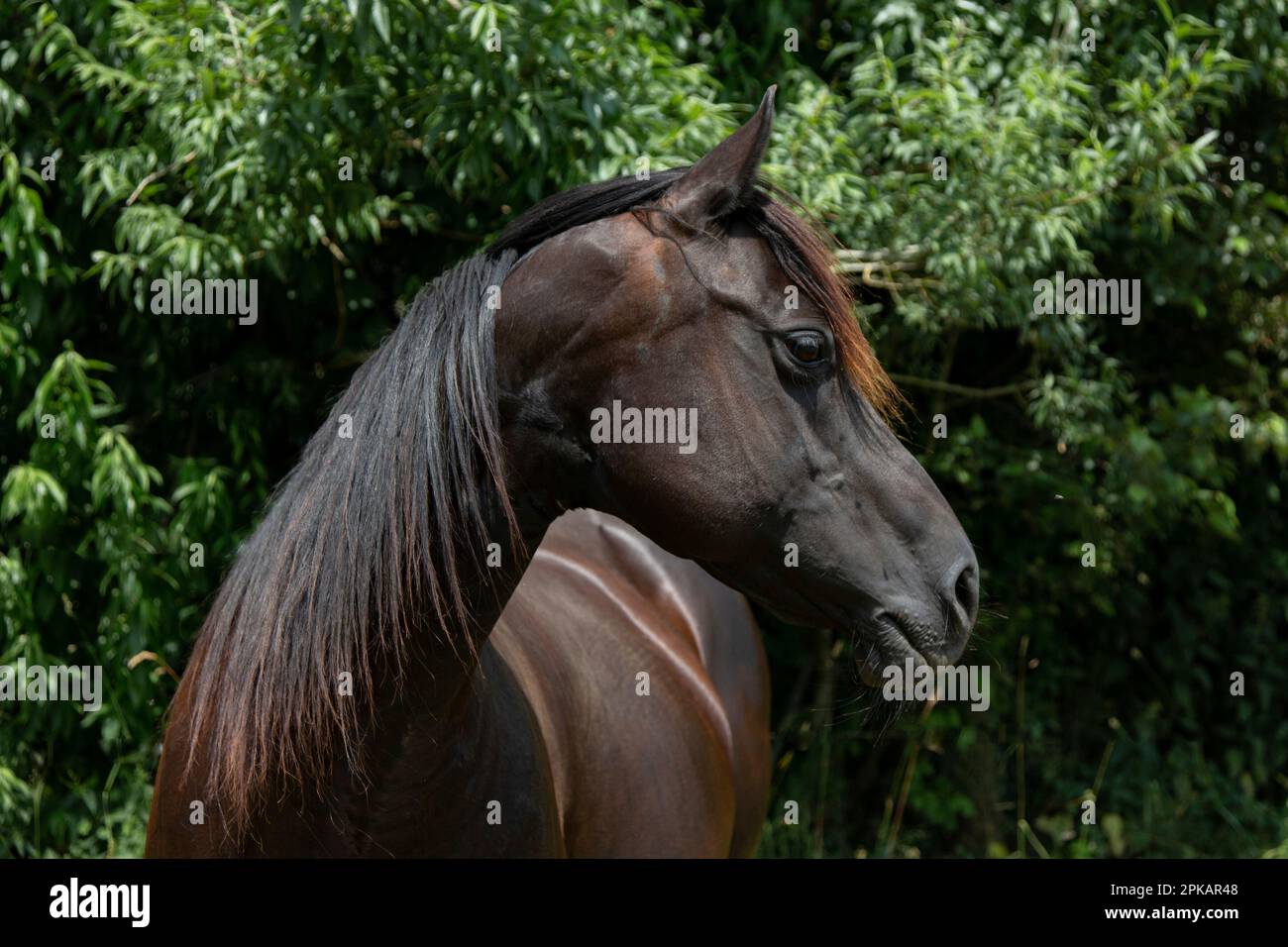 Horse from side hi-res stock photography and images - Alamy