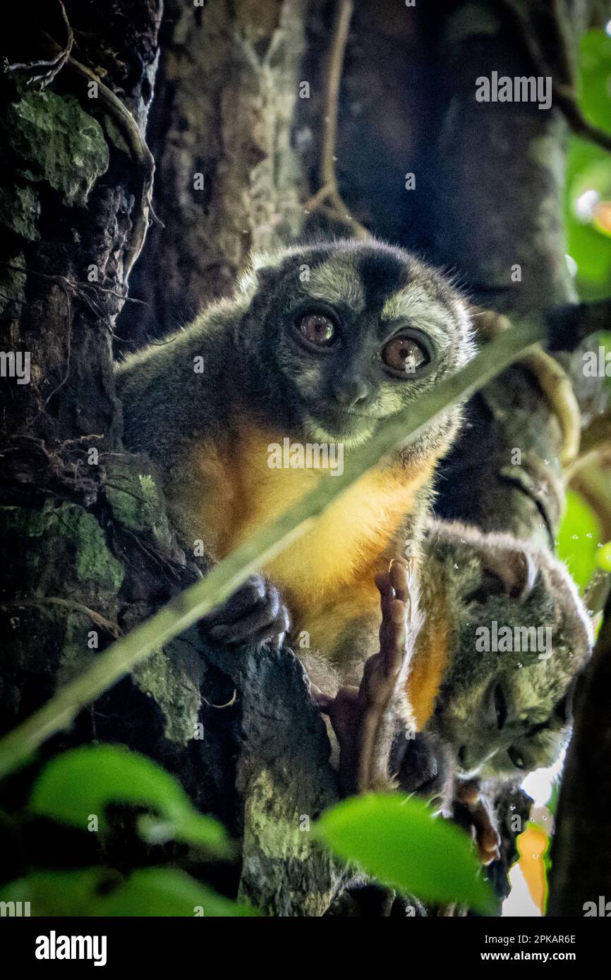 Night monkeys tree hi-res stock photography and images - Alamy
