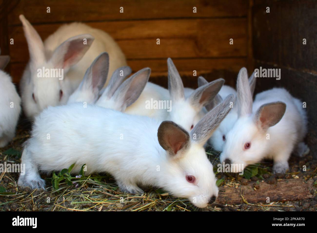 Female rabbit of the Californian breed and its brood Stock Photo - Alamy