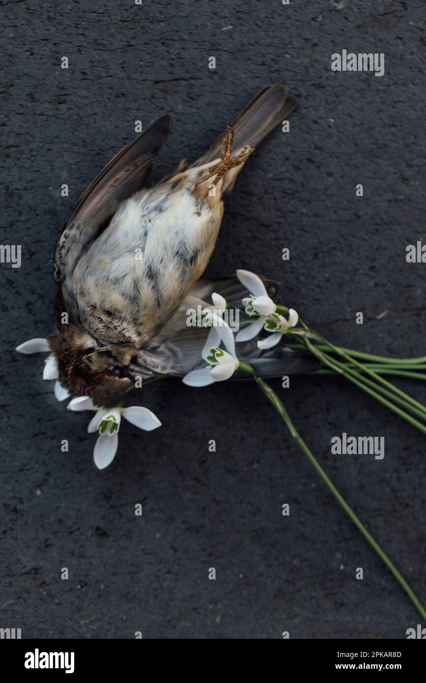 Dark cadaver mourning hi-res stock photography and images - Alamy