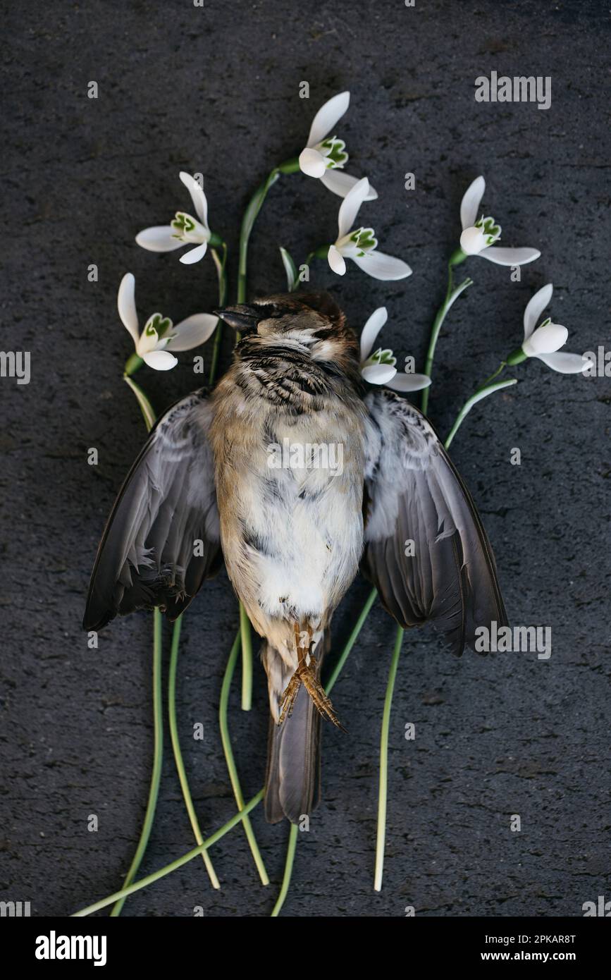 Dark cadaver mourning hi-res stock photography and images - Alamy