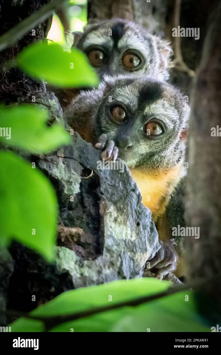 Night monkeys tree hi-res stock photography and images - Alamy