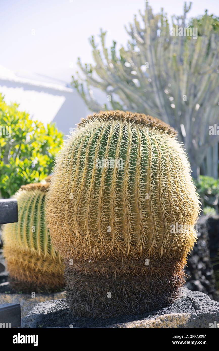 Typical cactus in spain hi-res stock photography and images - Alamy