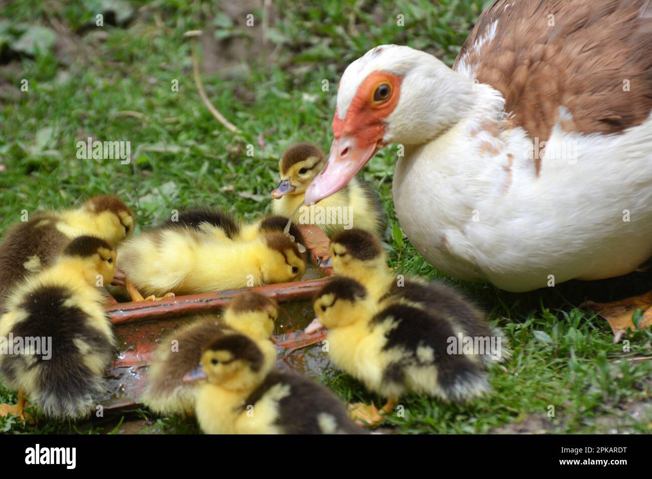 A female musk duck (Cairina moschata) with her two-day brood Stock ...
