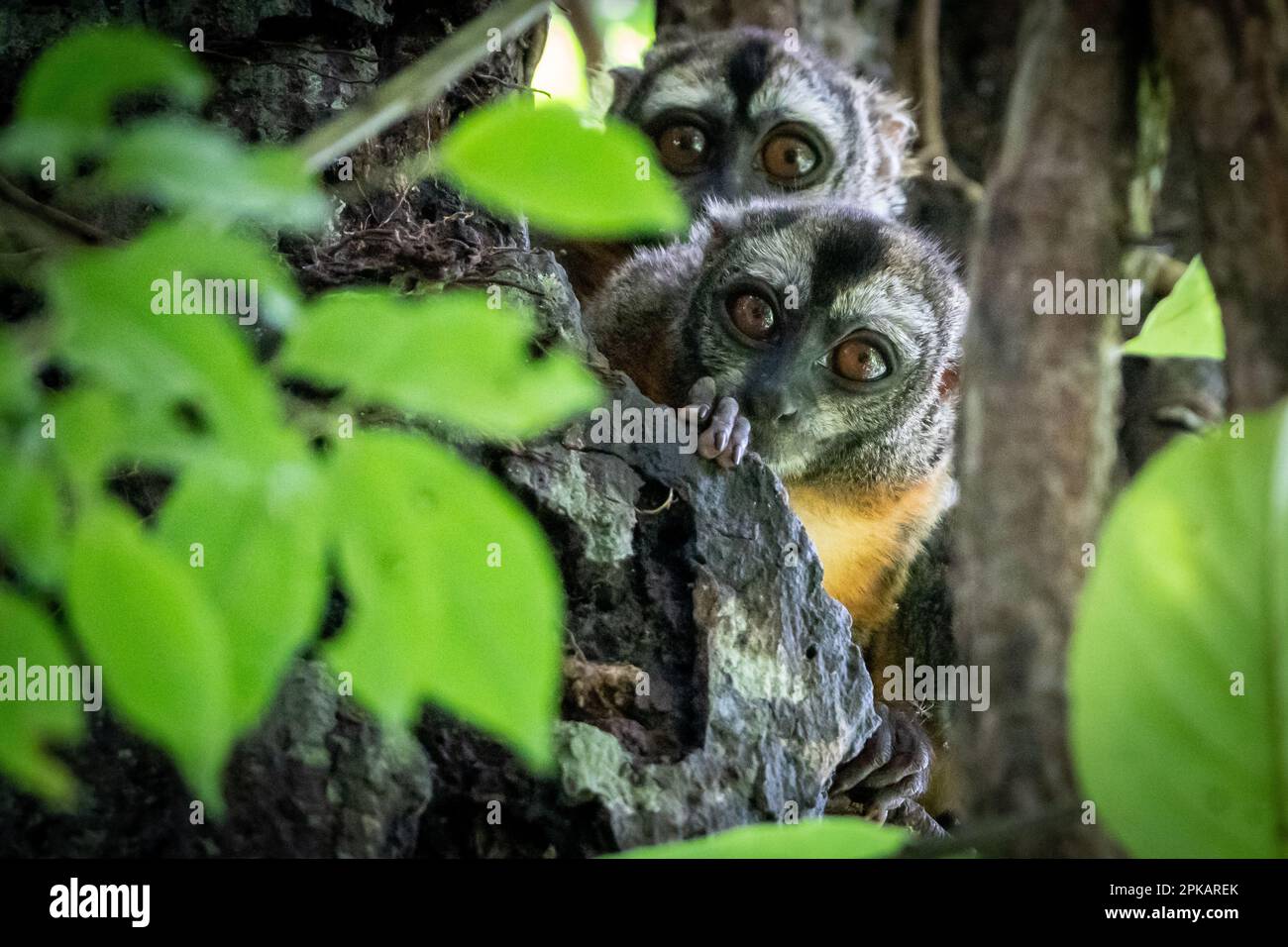 Night owl monkeys hi-res stock photography and images - Alamy