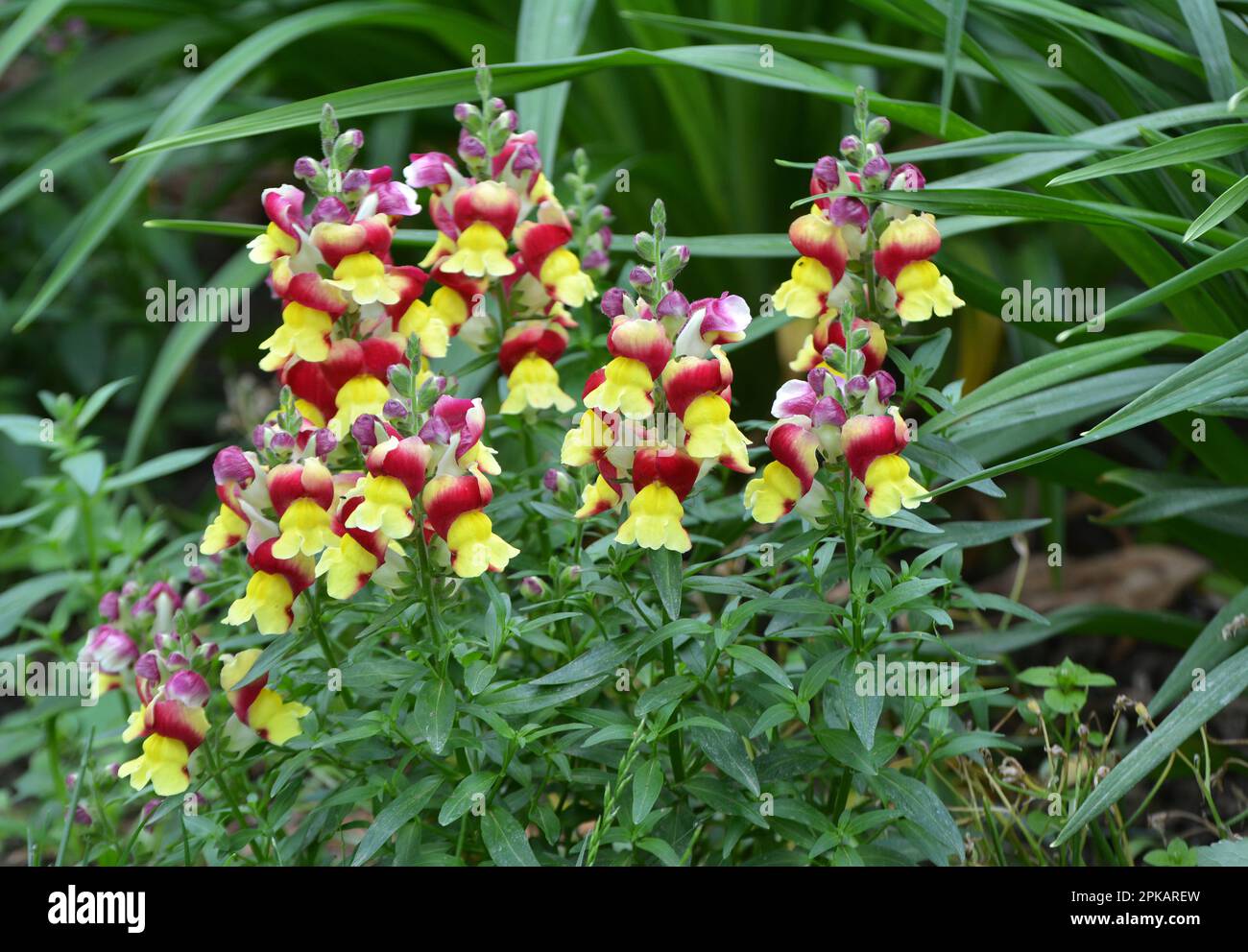 Snapdragon dragon flower flowerbed hi-res stock photography and images ...