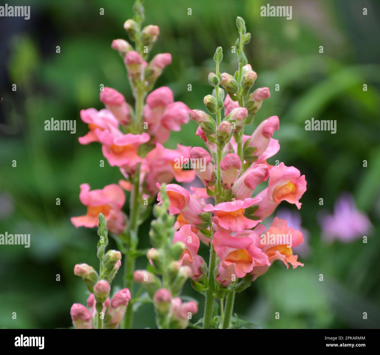 Snapdragon dragon flower flowerbed hi-res stock photography and images ...