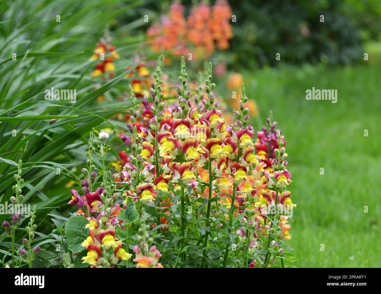 Snapdragon dragon flower flowerbed hi-res stock photography and images ...