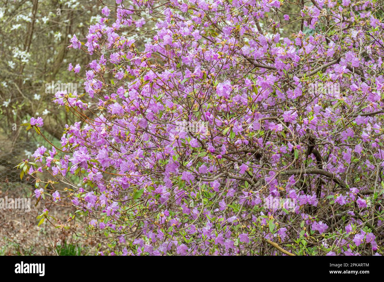 Pink mauve flowers of the deciduous shrub Rhododendron mucronulatum ...