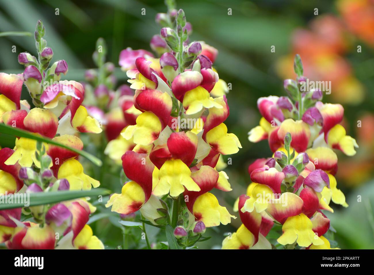 In a snapdragon flower hi-res stock photography and images - Alamy