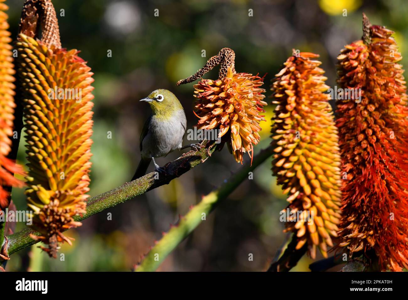 Cape White-eye (Zosterops capensis), feeding on Aloe flowers, Hermanus ...