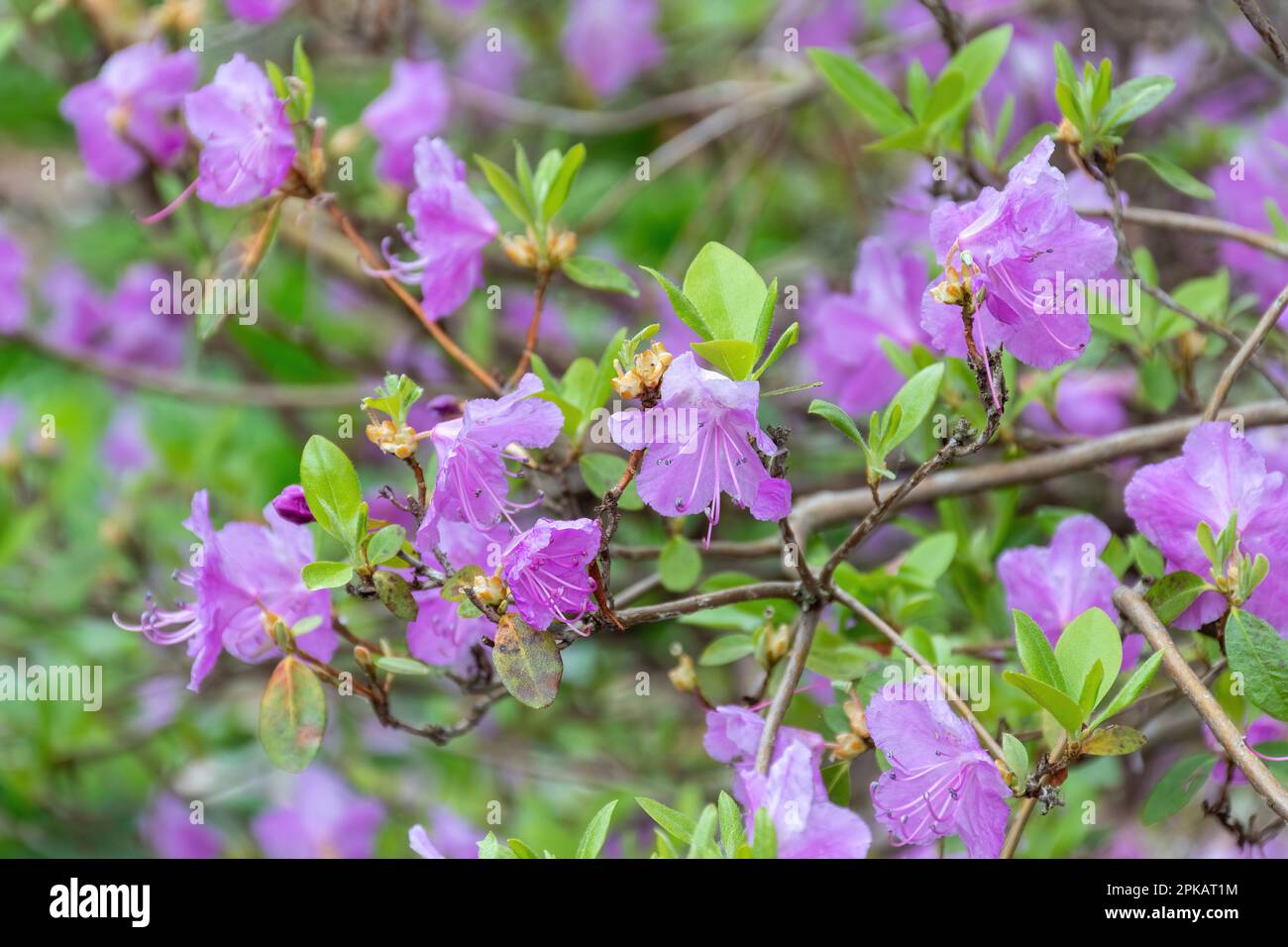 Pink mauve flowers of the deciduous shrub Rhododendron mucronulatum ...