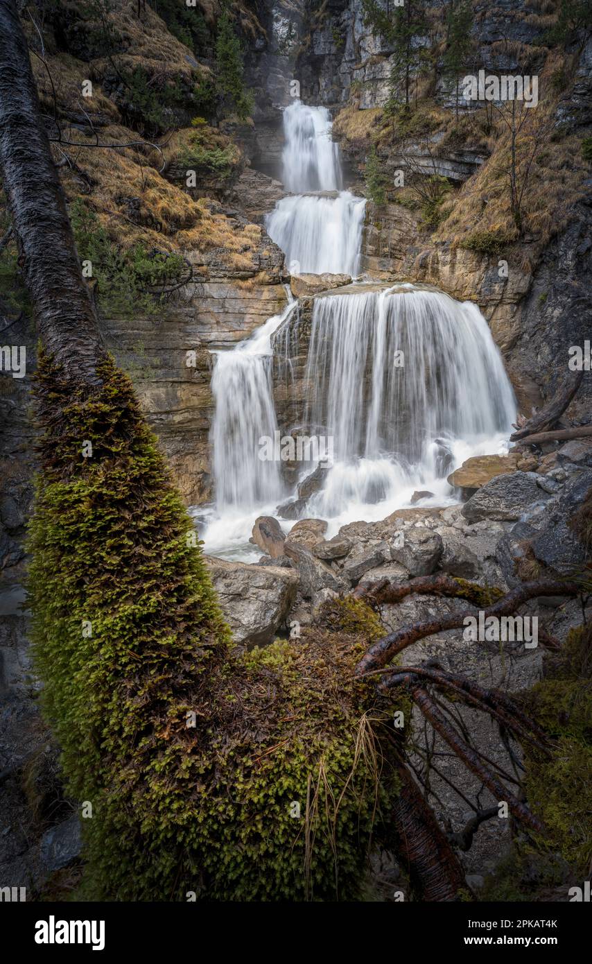 Garmisch partenkirchen cow hi-res stock photography and images - Alamy
