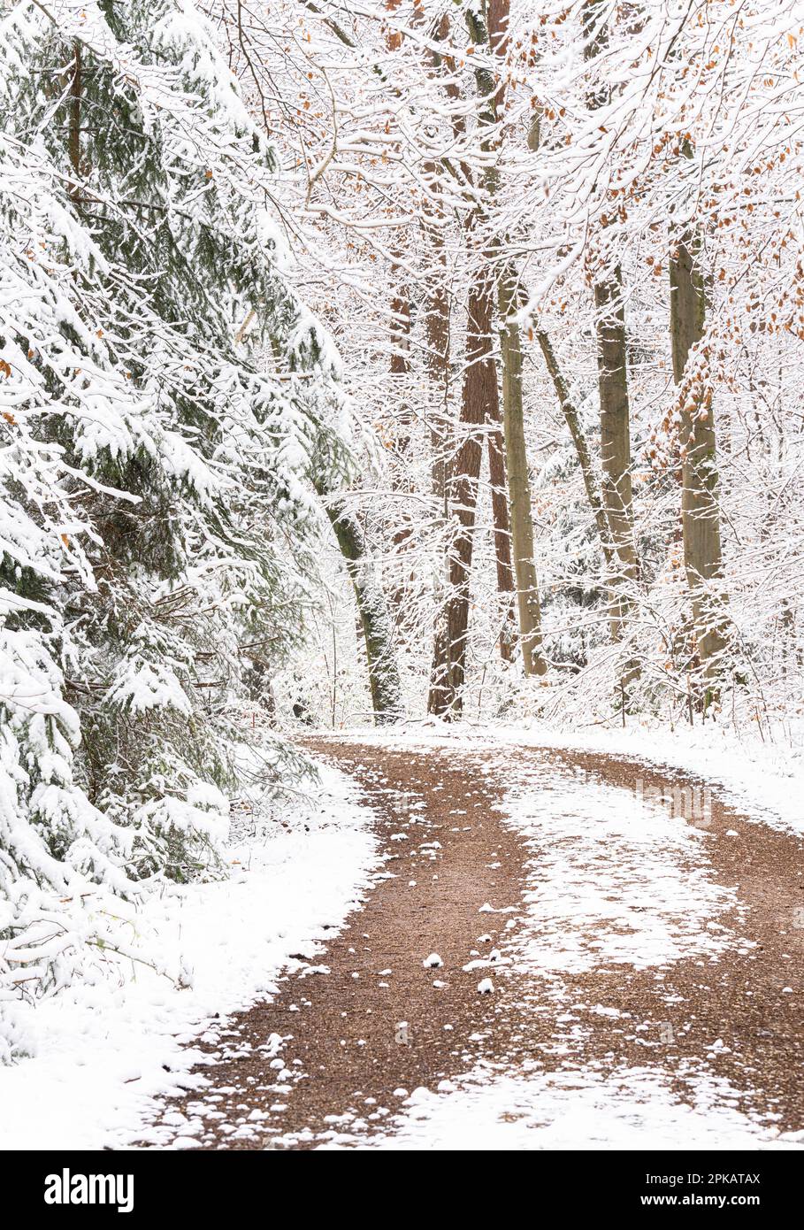 Beautiful forest path in winter hi-res stock photography and images - Alamy