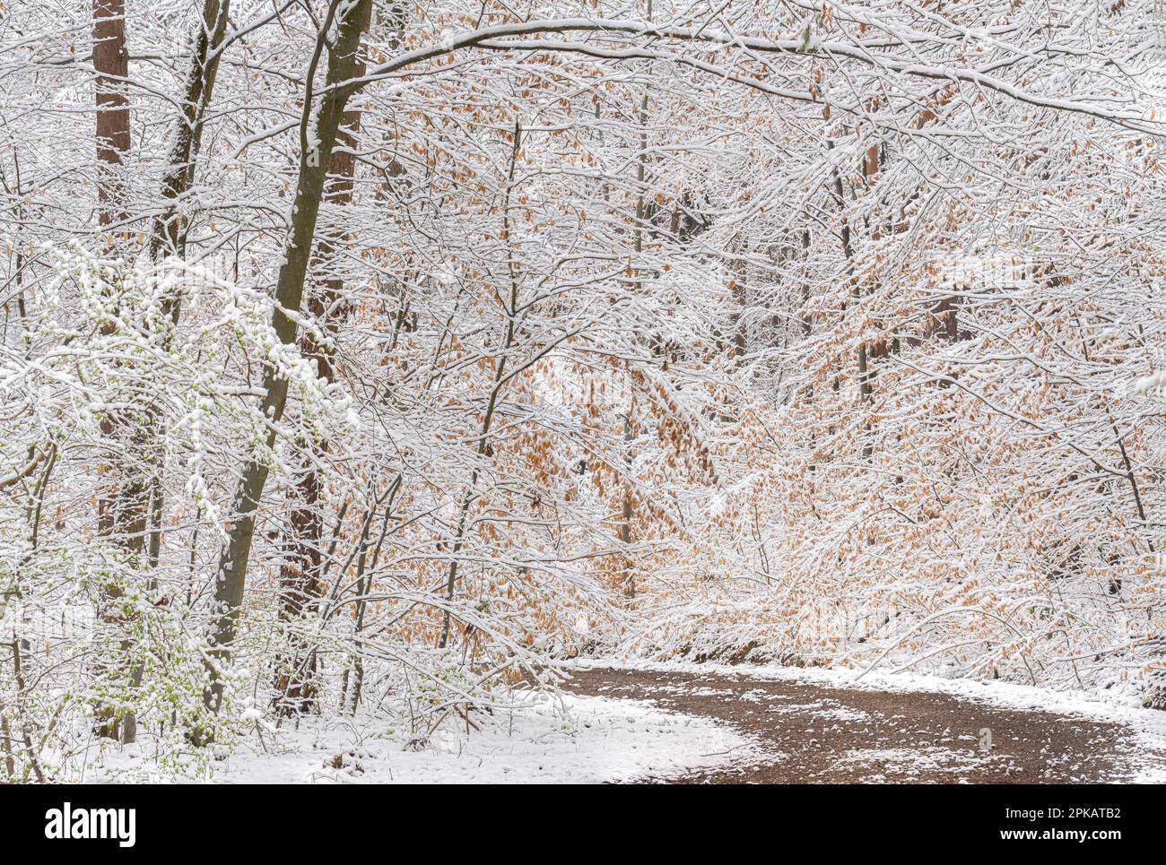 Forest path in winter Stock Photo - Alamy