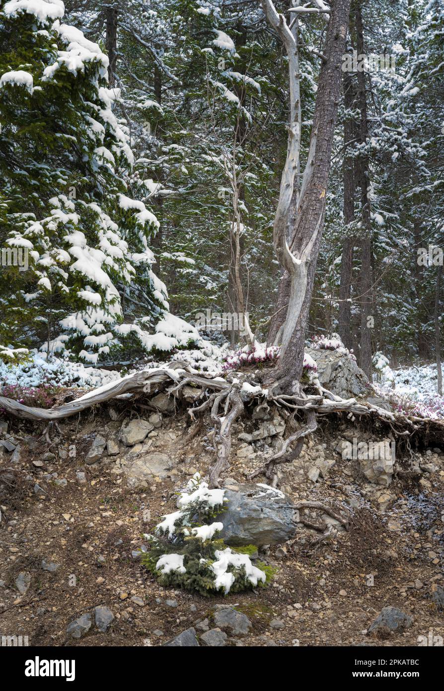 Lovely winter forest trees hi-res stock photography and images - Alamy
