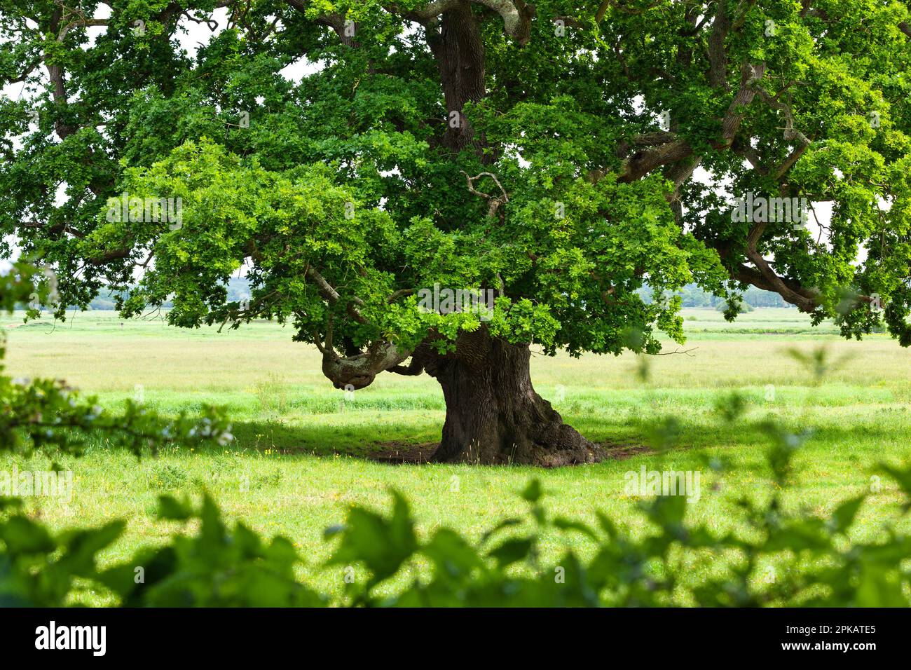 Old oak tree at the edge of the marsh in summer, Cotentin Peninsula ...