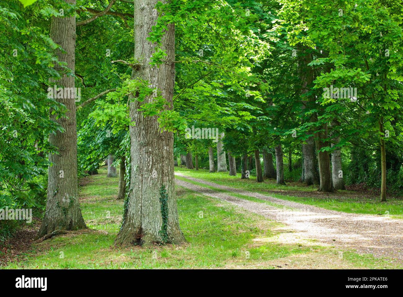On this small avenue are oaks and chestnut along the driveway to a ...