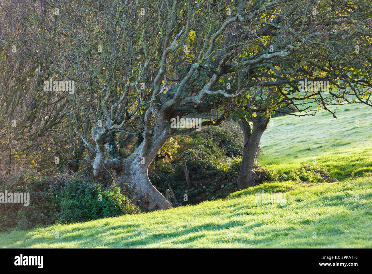 This deciduous tree stands near the coast on the Cotentin Peninsula ...