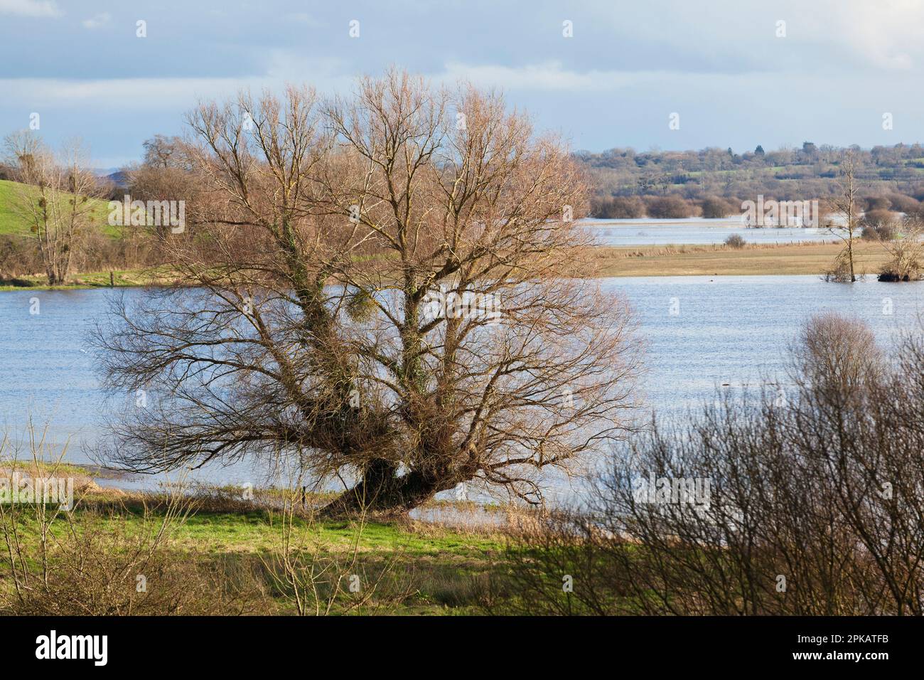 Pasture on the edge of the marsh Marais du Cotentin in the dep. Manche ...