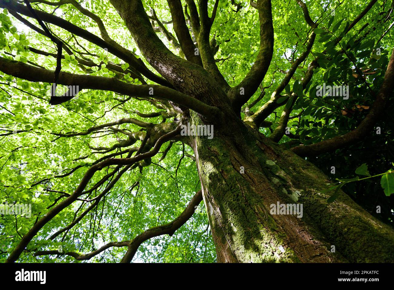 Beech tree in forest in spring on Cotentin Peninsula, Normandy Stock ...
