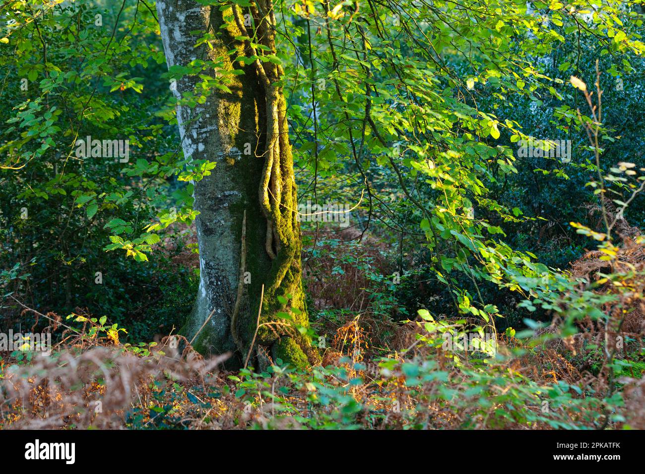 Last rays of sun on the beech tree in the forest of Cerisy, Cotentin ...
